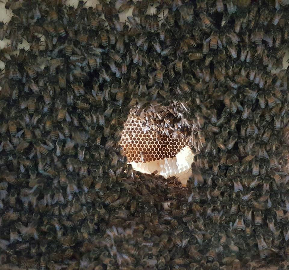 Beeing Insulated – The Dragon is the Dream of the Bee